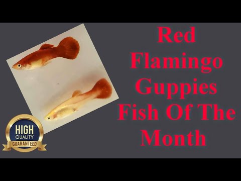 Red Flamingo Guppies | Fish Of The Month - YouTube