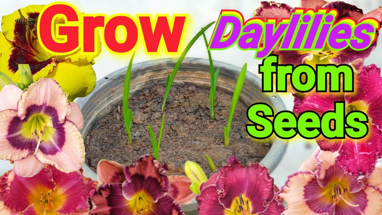 How to grow Daylilies from seeds? - YouTube
