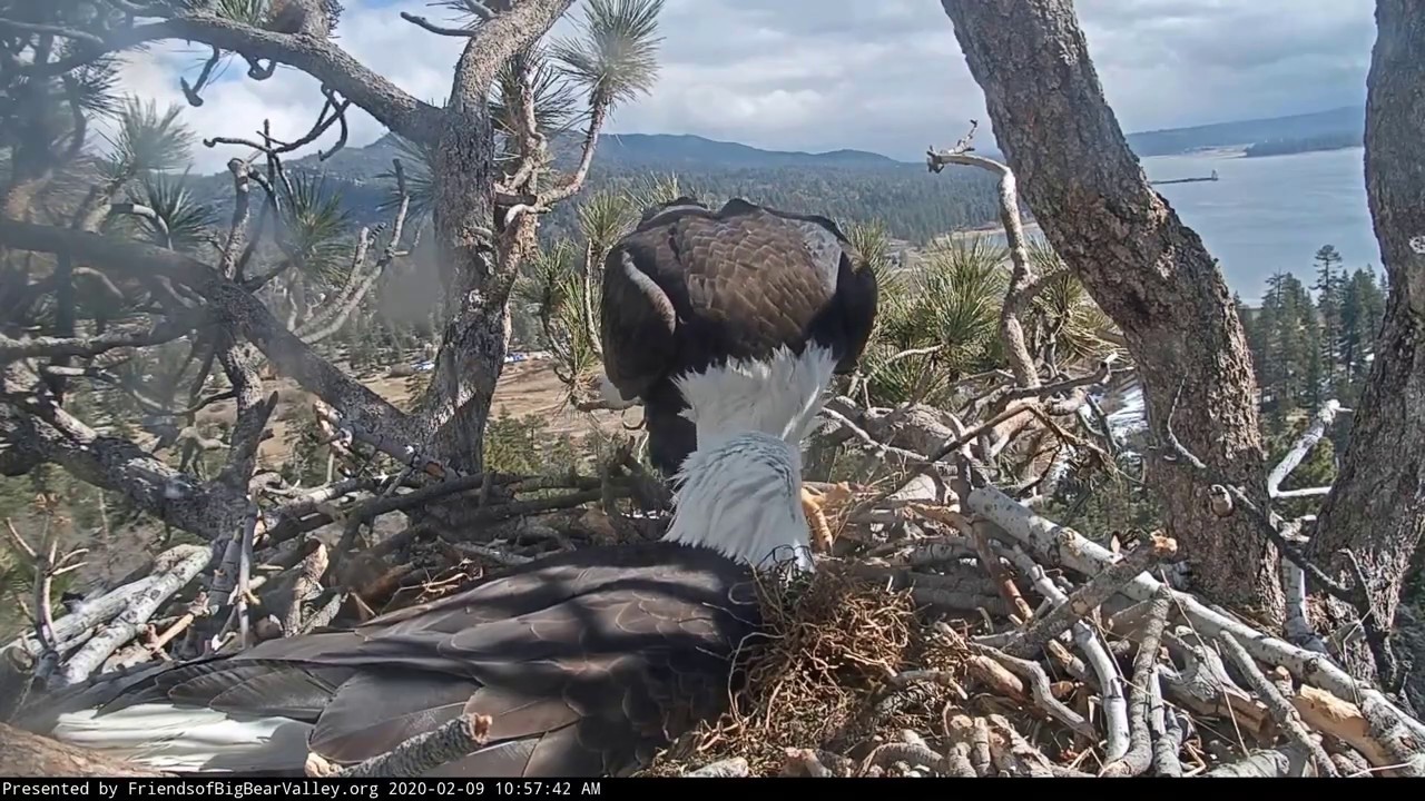 02-09-20 Big Bear Lake eagles; stick, nibbles and a fluff blanket ...