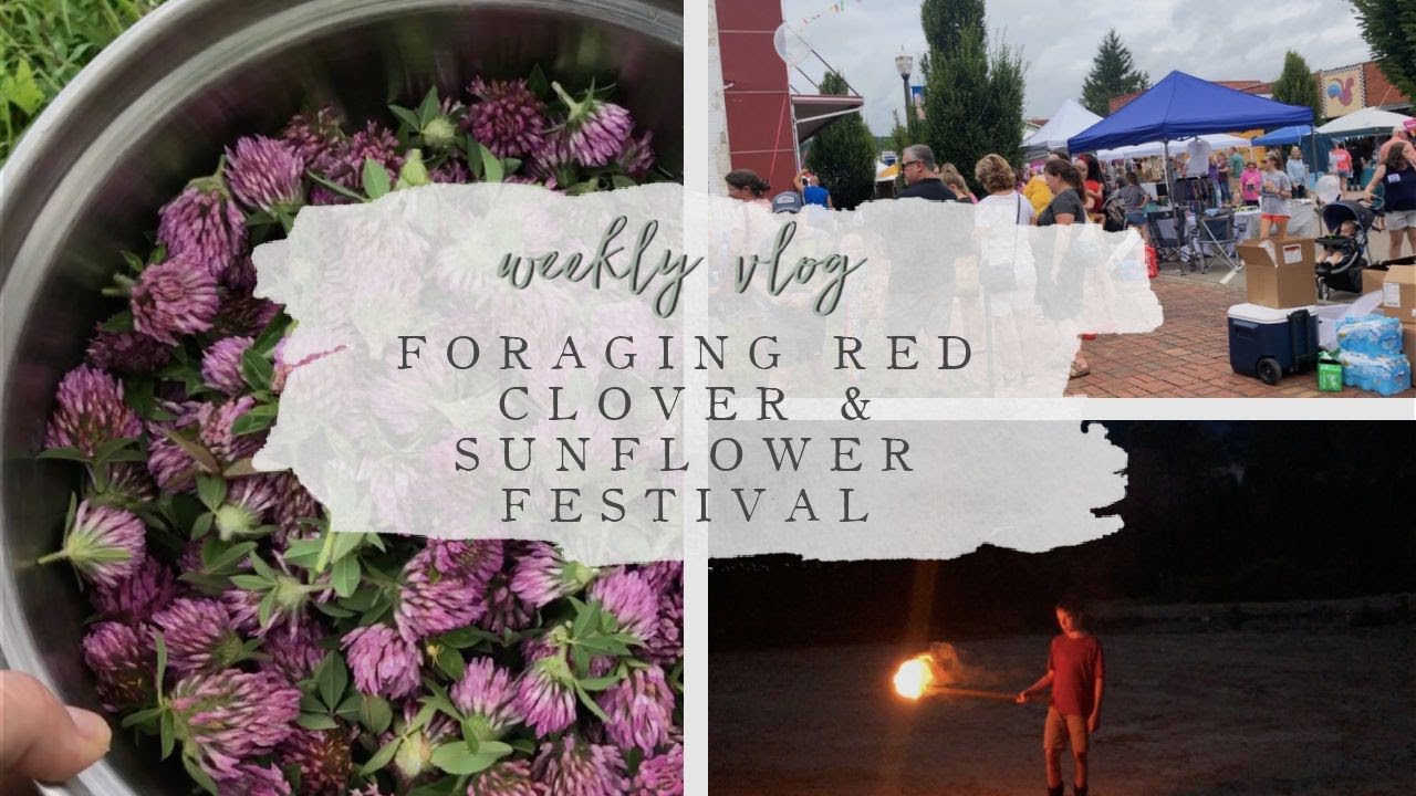 Weekly Vlog: FORAGING Red Clover | Local Sunflower FESTIVAL - YouTube