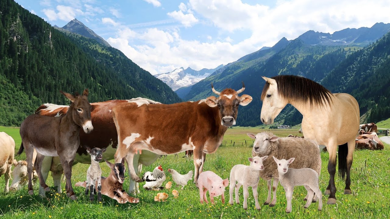 Farm Animal Collection and Animal Sounds-Cow, Hen, Sheep, Goat, Rooster ...