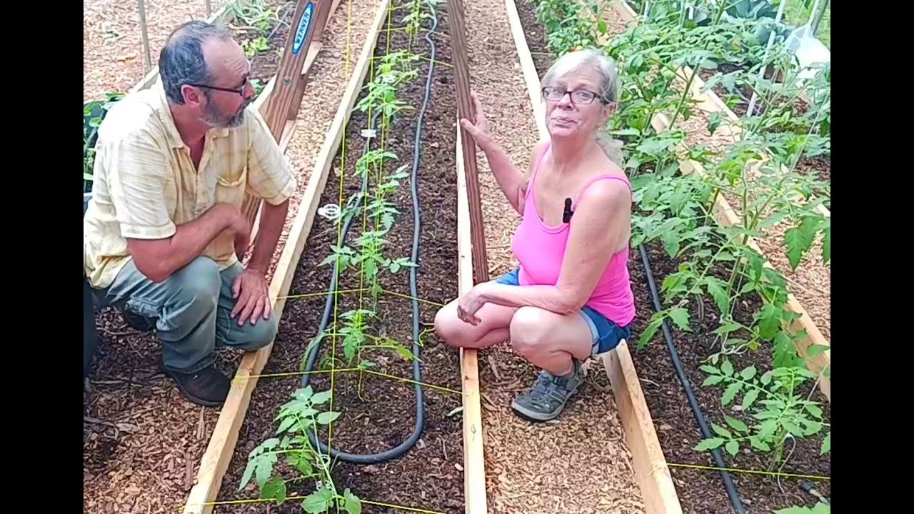 Our String Trellis Method for Tomatoes in the Hoop House - YouTube
