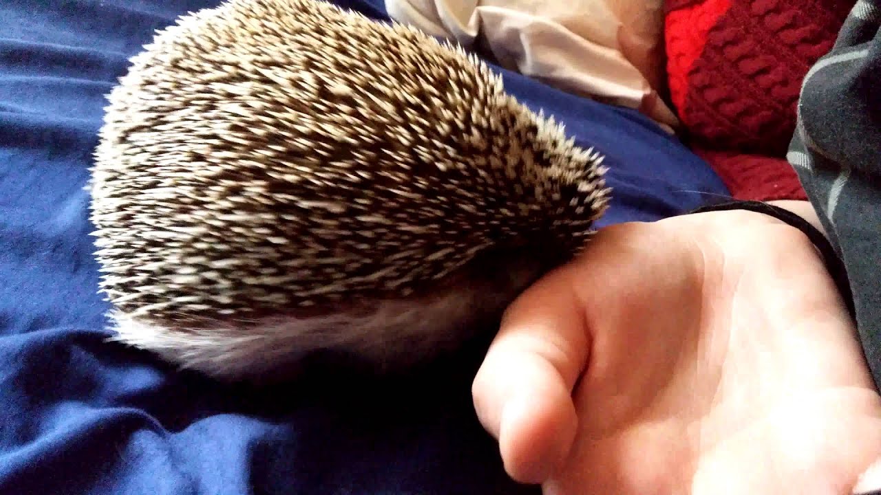 Hedgehog exploring and sniffing - YouTube