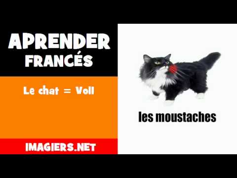 Aprender francés = Le chat = Vol1 - YouTube
