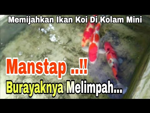 Budidaya/Pemijahan Ikan Koi Di Kolam Mini || Mudah Dan Berhasil