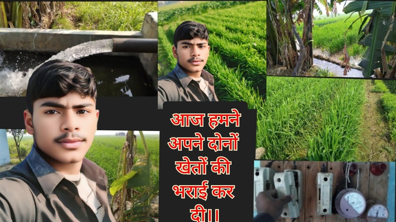 आज हमनें अपने गेंहू की फसल को पानी लगा दिया।। #new #vlog #farming life ...