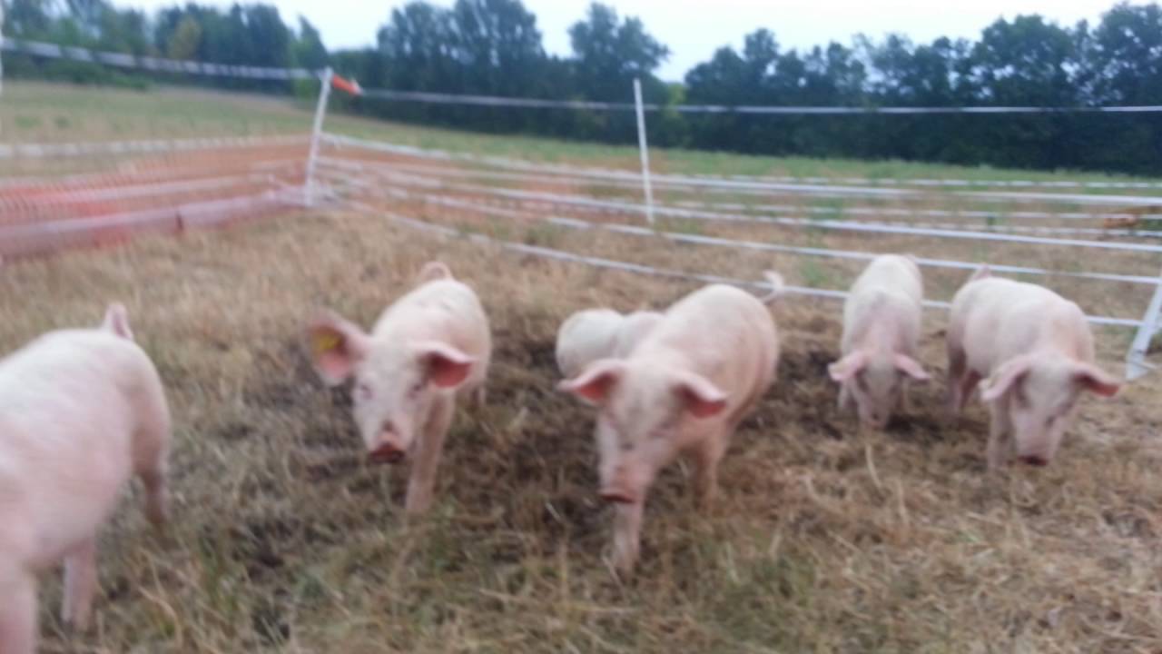 Precision Maneuvers in the Swinery - YouTube