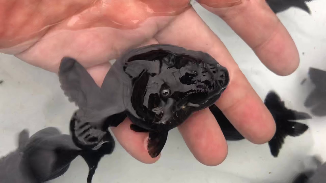 Beautiful oranda / Goldfish Kingdom - YouTube