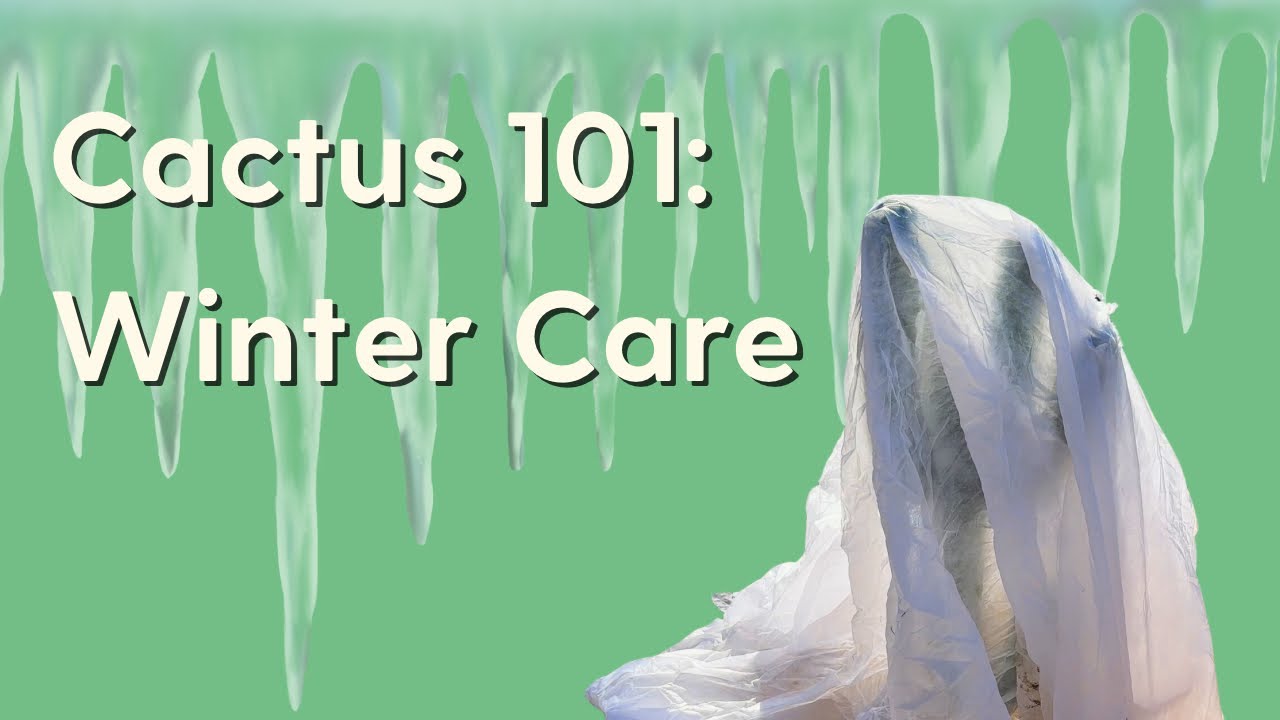 How to Care for Cacti in the Winter [Cactus Dormancy and other Tips ...