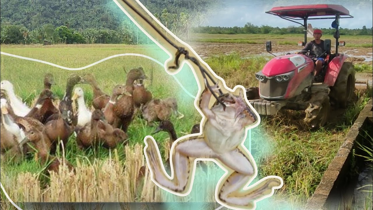 Buhay probinsya :operating rotavator tractor for land preparation🌾 ...