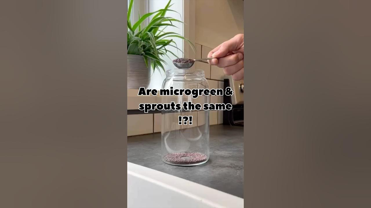 Sprouts are good, but microgreens are the upgrade your meals actually need. #green #healthyfood ...