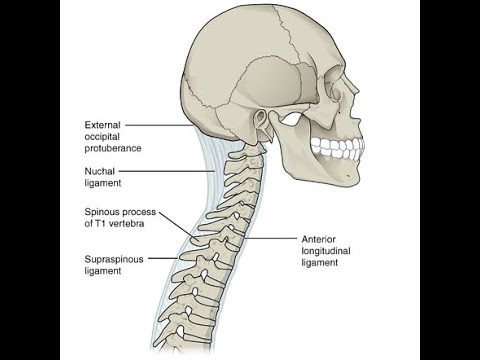 Anatomy of the supraspinous ligament Supraspinal ligament - YouTube