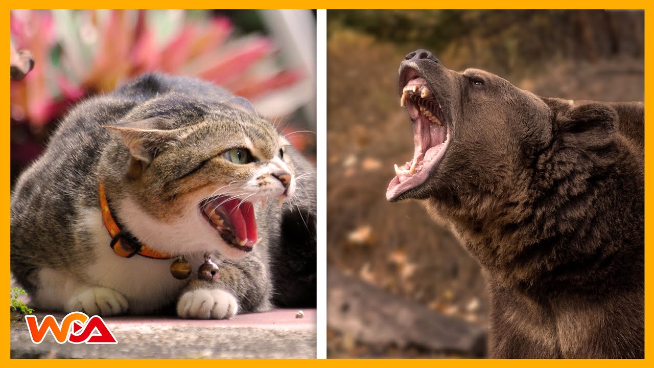 😻 8 Times Hero Animals That Saved Human Lives #6 | Brave Acts You Won't ...