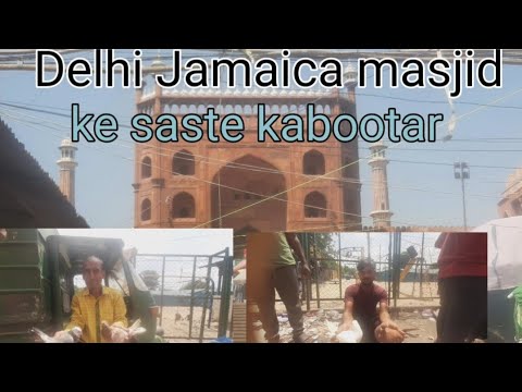 Delhi jama masjid ke saste kabootar 150 se chalu sarangpuri 1500 ka ...