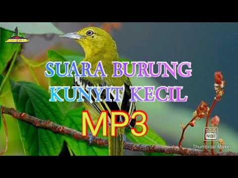 Suara Burung Kunyit Kecil MP3
