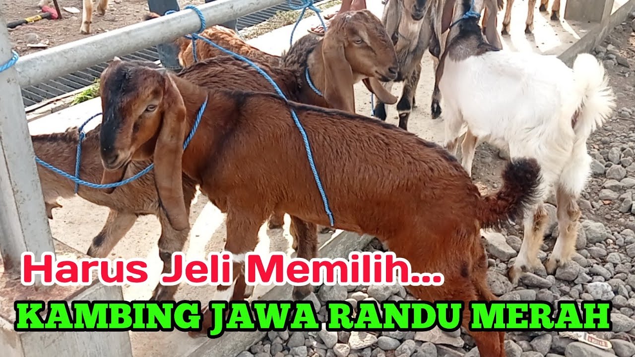 HARUS JELI SAAT PEMILIHAN KAMBING JAWA RANDU MERAH DI PASAR - YouTube