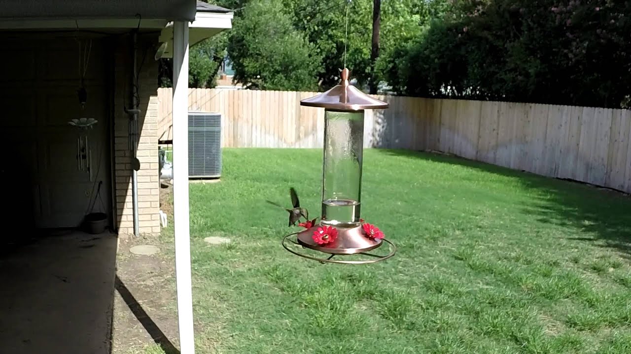 More Ruby Throated Hummingbirds Waco TX - YouTube