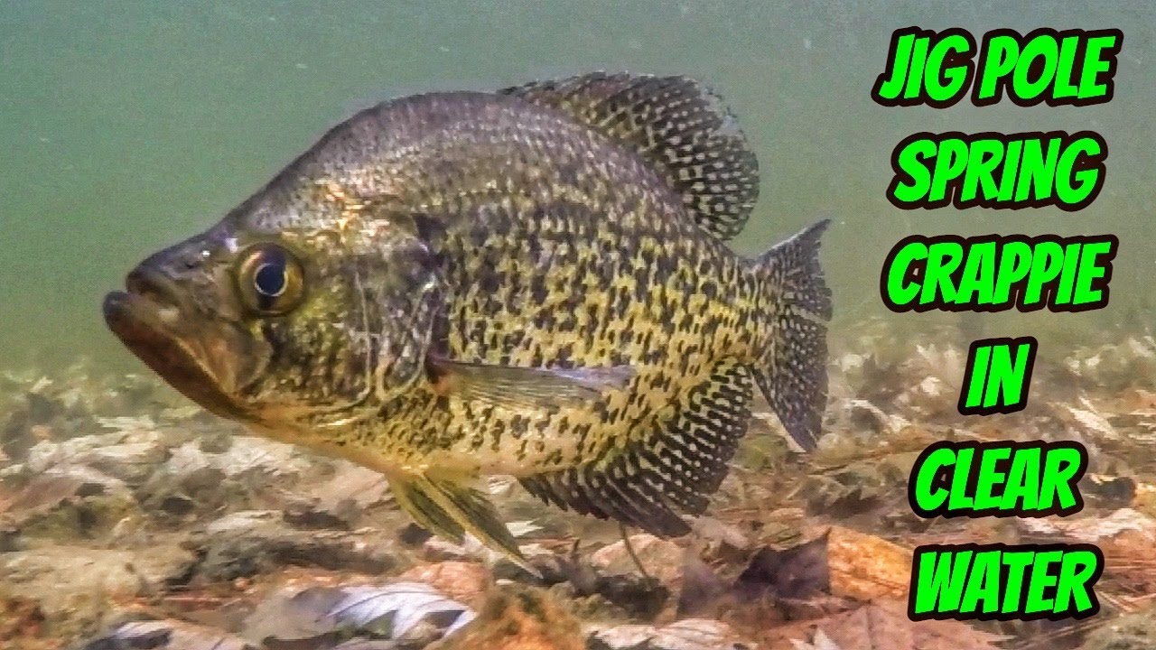 HOW TO JIG POLE SPRING CRAPPIE IN SHALLOW CLEAR WATER- Never before ...