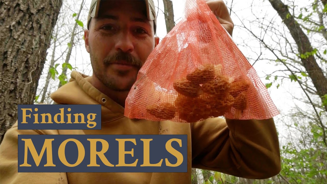 Finding Morels in the Ozarks - YouTube