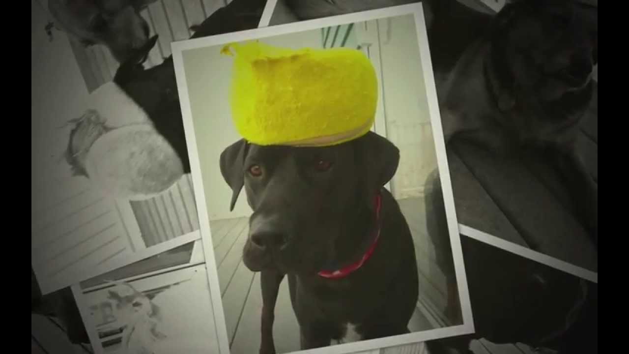 Loyal Order of the Giant Deflated Tennis Ball - YouTube