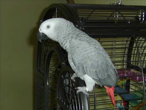JACK THE PARROT - YouTube