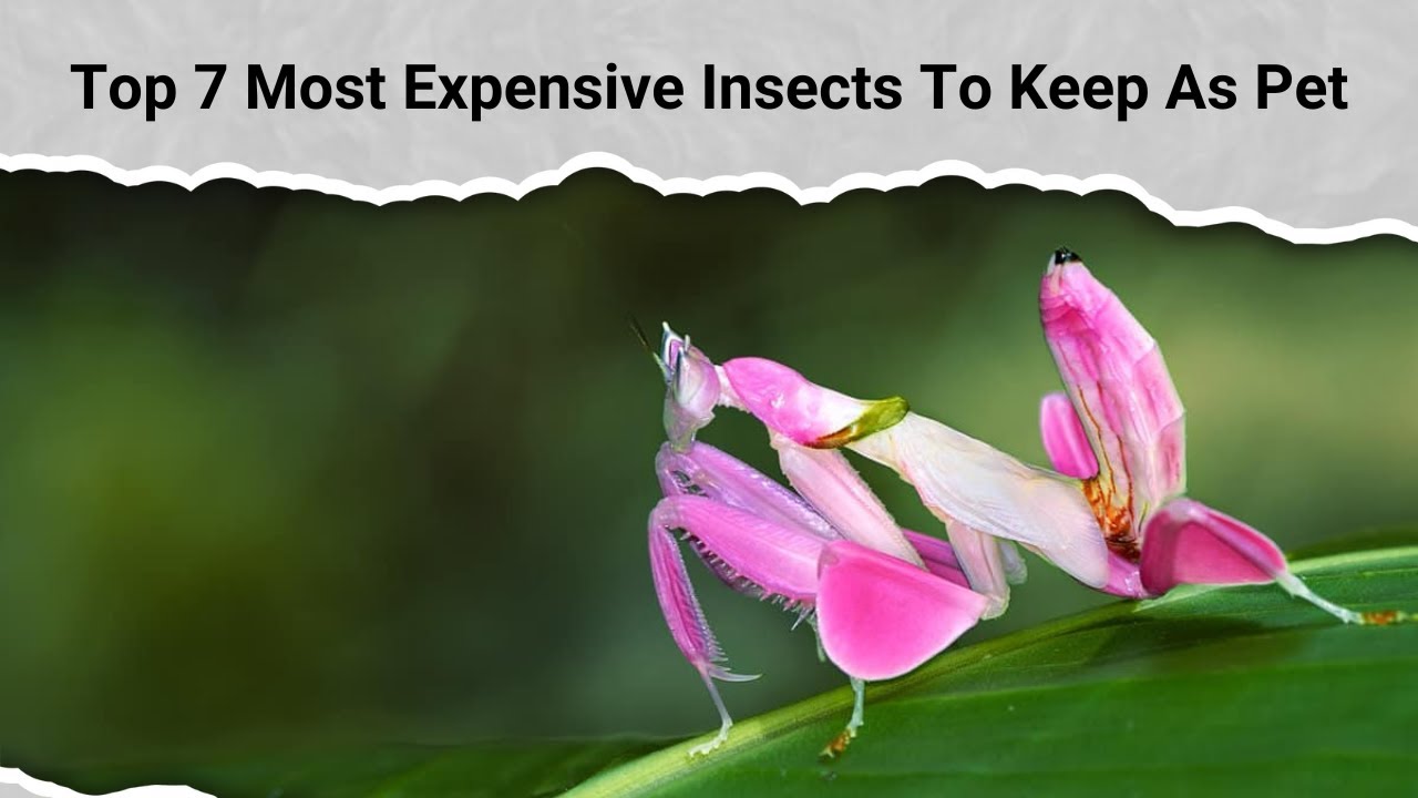 Top 7 Most Expensive Insects To Keep As Pet - YouTube