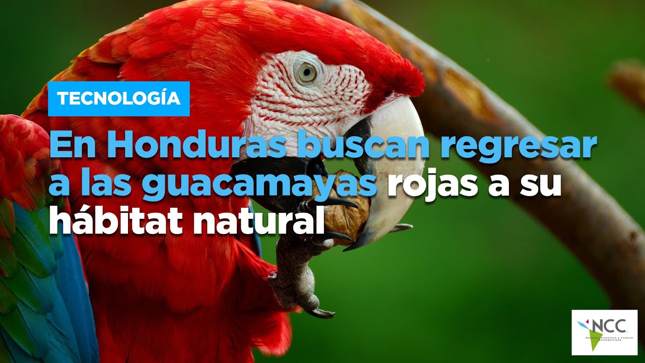 En Honduras buscan regresar a las guacamayas rojas a su hábitat natural ...