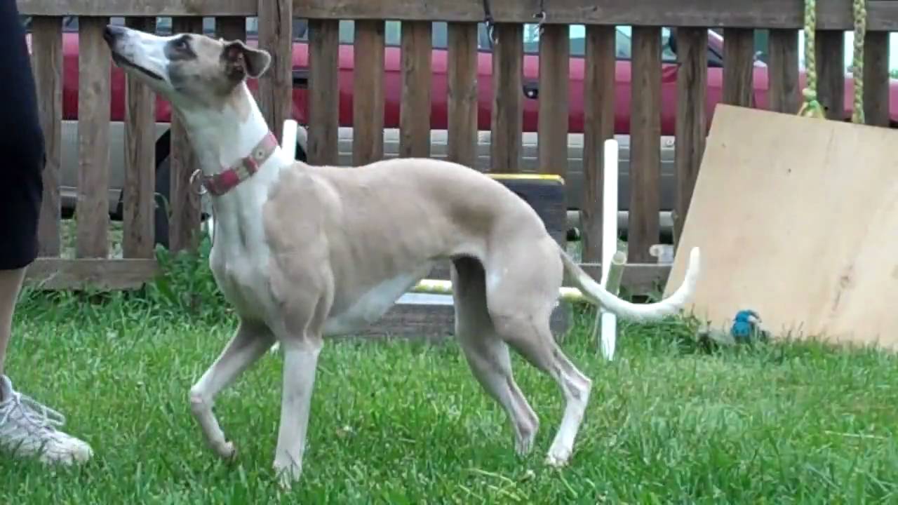 Goose's flyball box training - YouTube