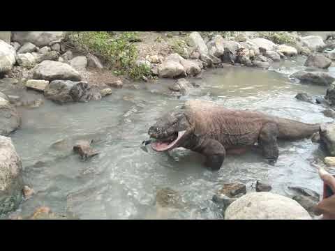 Komodo dragons see and swallow large fish whole !!