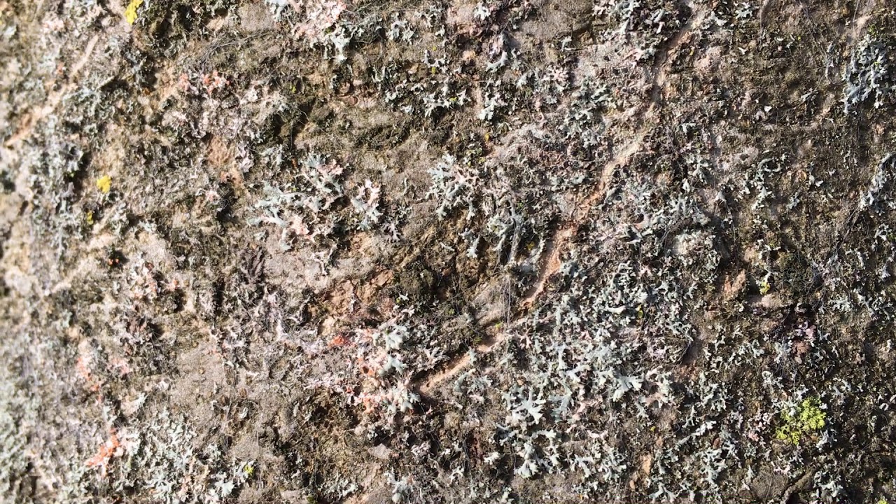 Manna Ash - bark close up - December 2019 - YouTube