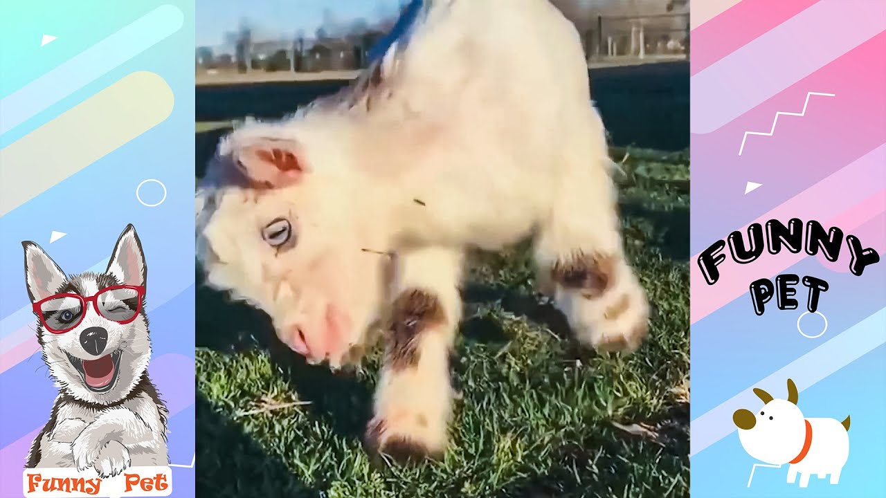 Ultimate Animal Reactions | 31 | Funny Pet - YouTube