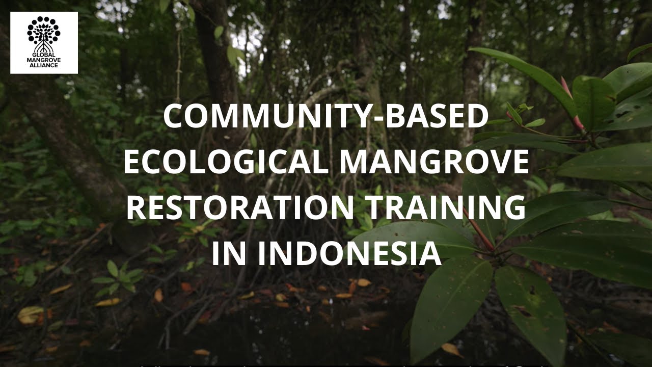 Taking an ecological approach to mangrove restoration in Indonesia ...