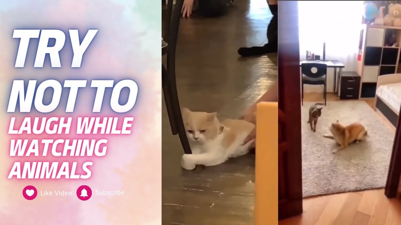 Cutes Animals, Funny Hours, Funny Videos - YouTube