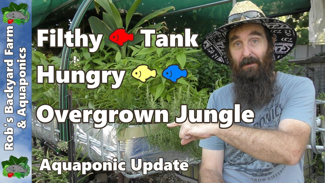 FILTHY FISH TANK, Hungry Fish & Overgrown Jungle - Aquaponic Update ...
