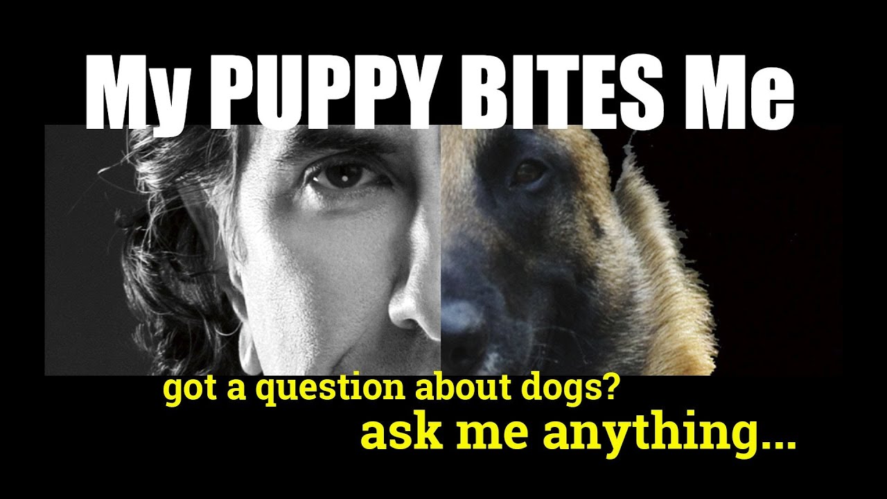 My PUPPY BITES Me Most COMMON Dog Training Questions Ask Me my-puppy-bites-me-most-common-dog-training-questions-ask-me