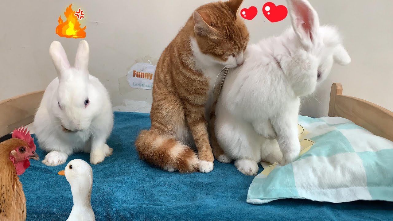 So funny! The kitten tamed the male rabbit, the female rabbit was angry ...