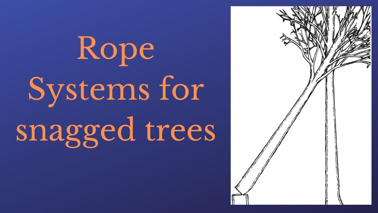 Snagged Trees and Mechanical Advantage - YouTube