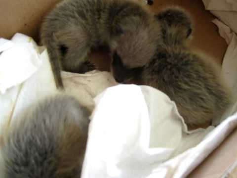 baby Raccoons crying for momma - YouTube