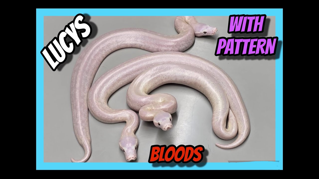 Our most INSANE Blood Python clutch! - YouTube