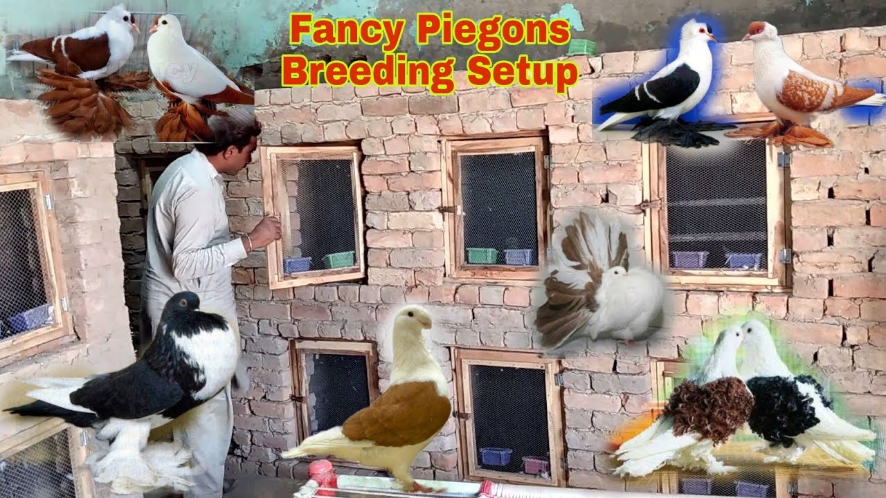 World Unique Fancy Piegon Breeding Setup| Most Popular Fancy Piegon ...