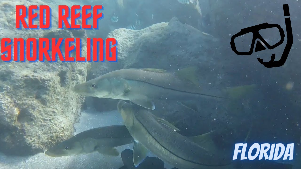 Red Reef Snorkeling (Delray Florida) - YouTube