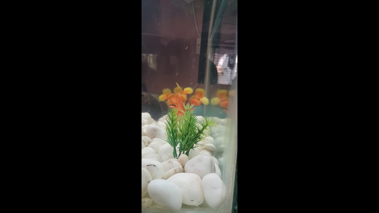 Dengue larvae in old fish tank - YouTube