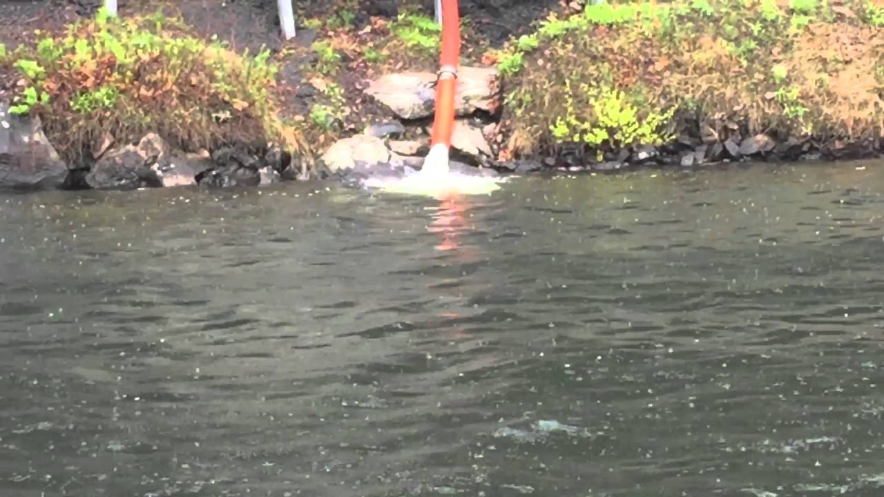 Stocking trout highland lake Connecticut - YouTube