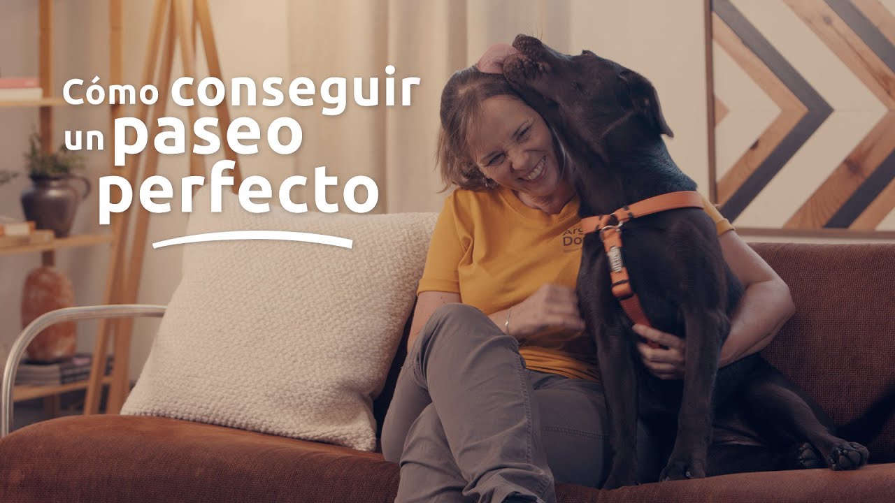 Cómo conseguir un paseo perfecto con tu perro: los trucos de la experta ...