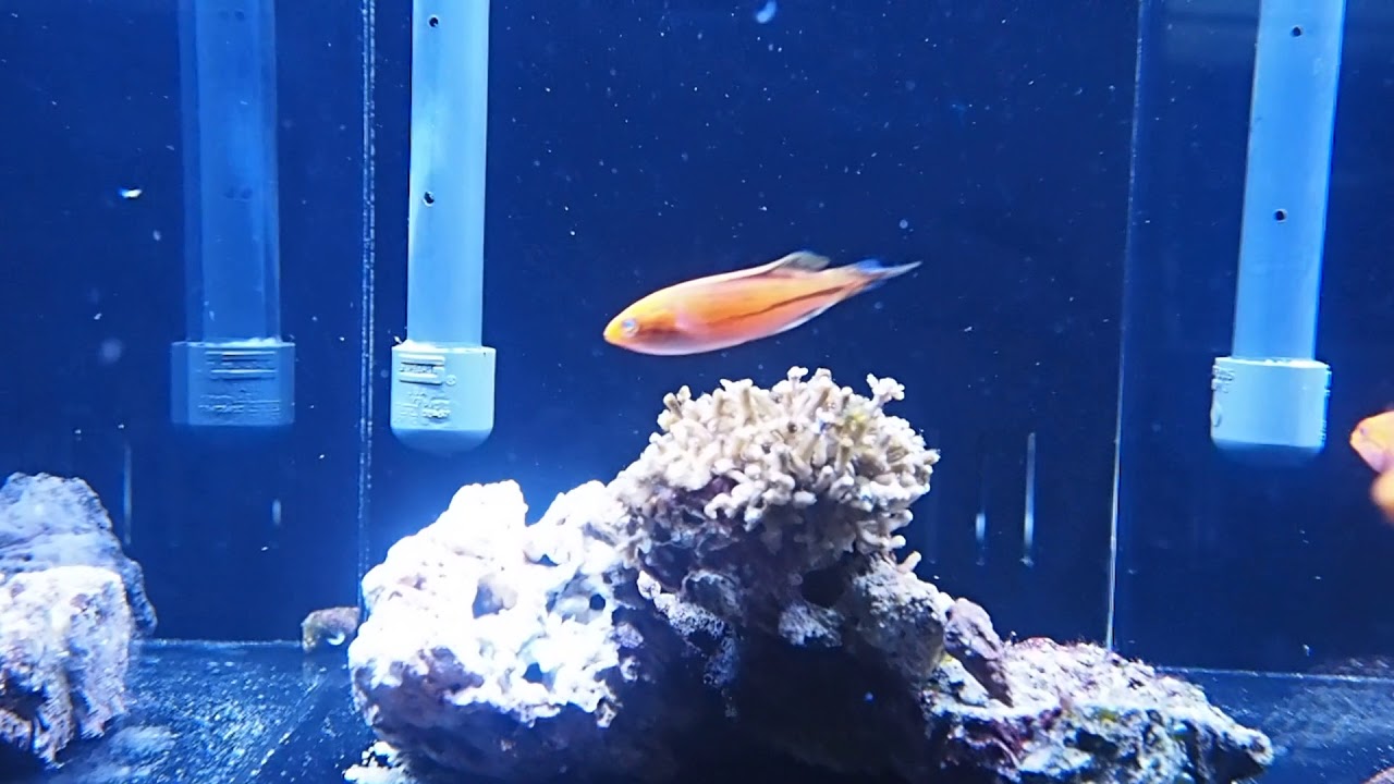 Pintail Fairy Wrasse Pair #1 - YouTube