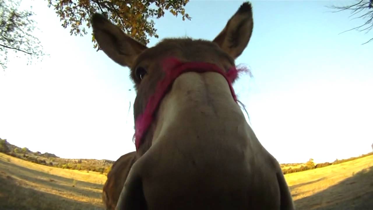 A whistling horse, a donkey and a monkey on a boat - don't worry ...