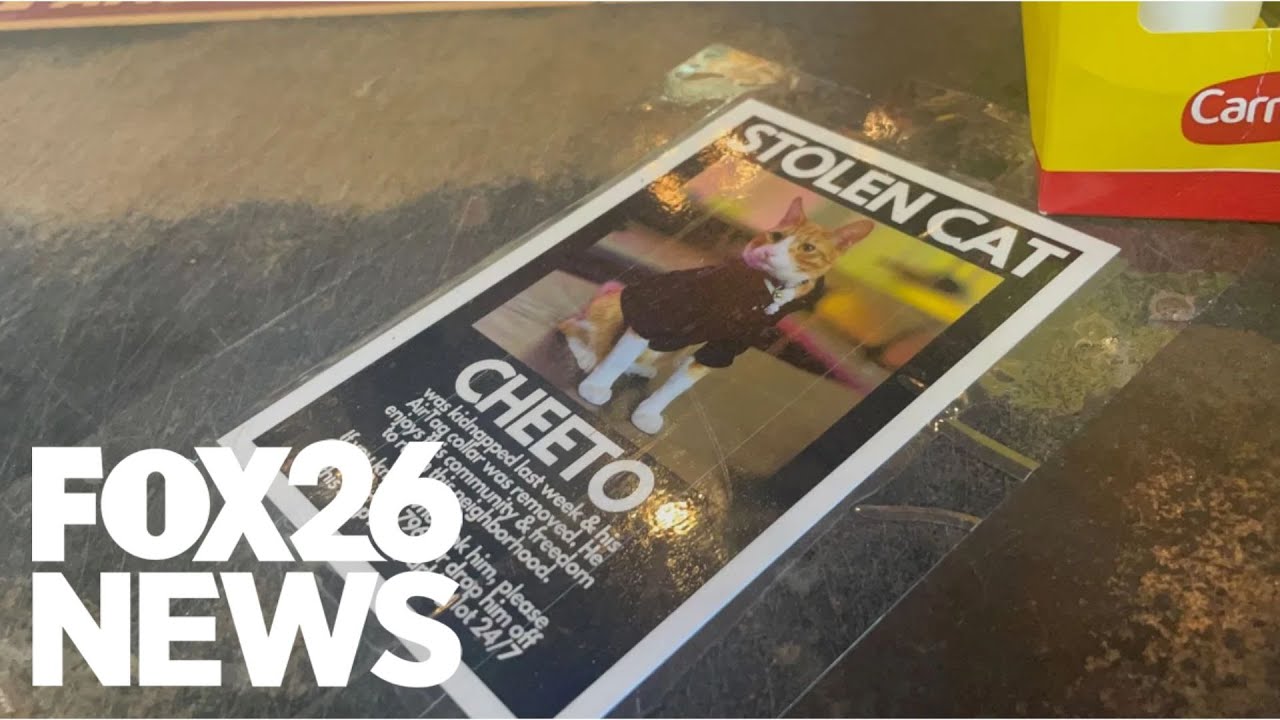 Beloved cat 'Cheeto' mysteriously vanishes from Central California ...