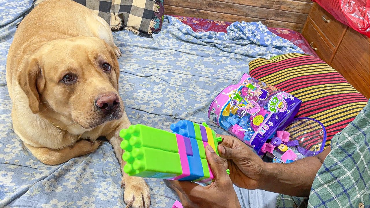 Dog starring at kids building blocks play toy 😂 - YouTube