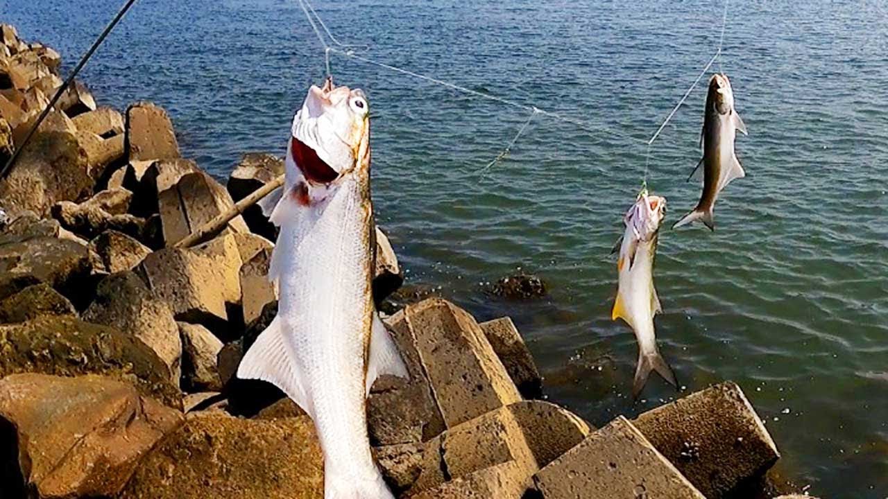 SAYA BARU TAHU || Ternyata ikan Kuro bisa dipancing dgn mudah pakai ...