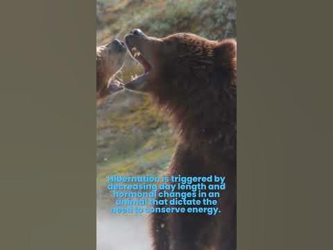 Why do Bears Hibernate During The Winter? 🐻 Why bears hibernate # ...